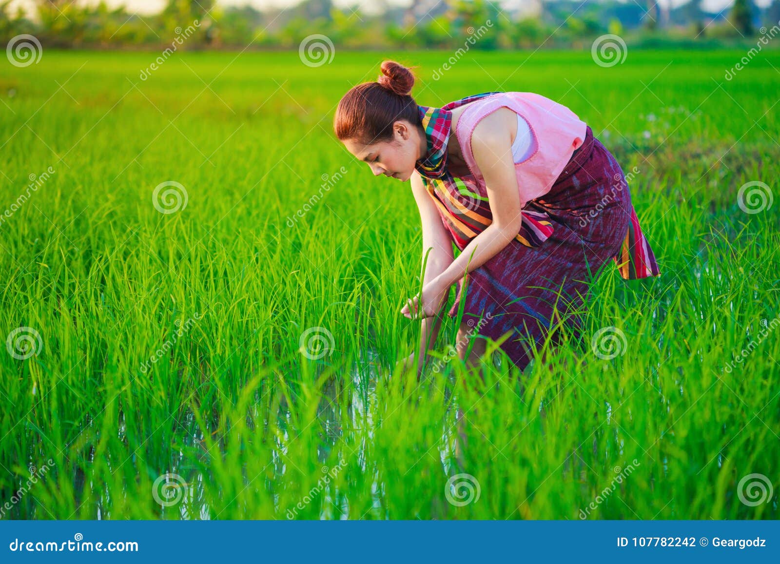 Farmer Woman Working in Rice Field Stock Photo - Image of growth, life ...