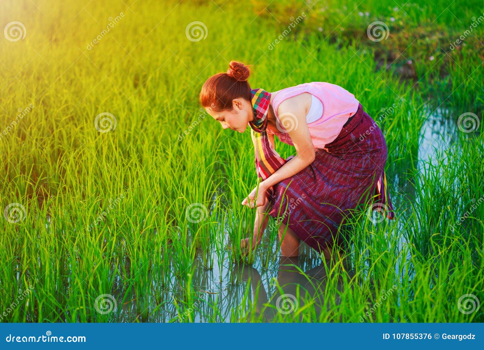 Farmer Woman Working in Rice Field Stock Photo - Image of outdoor ...