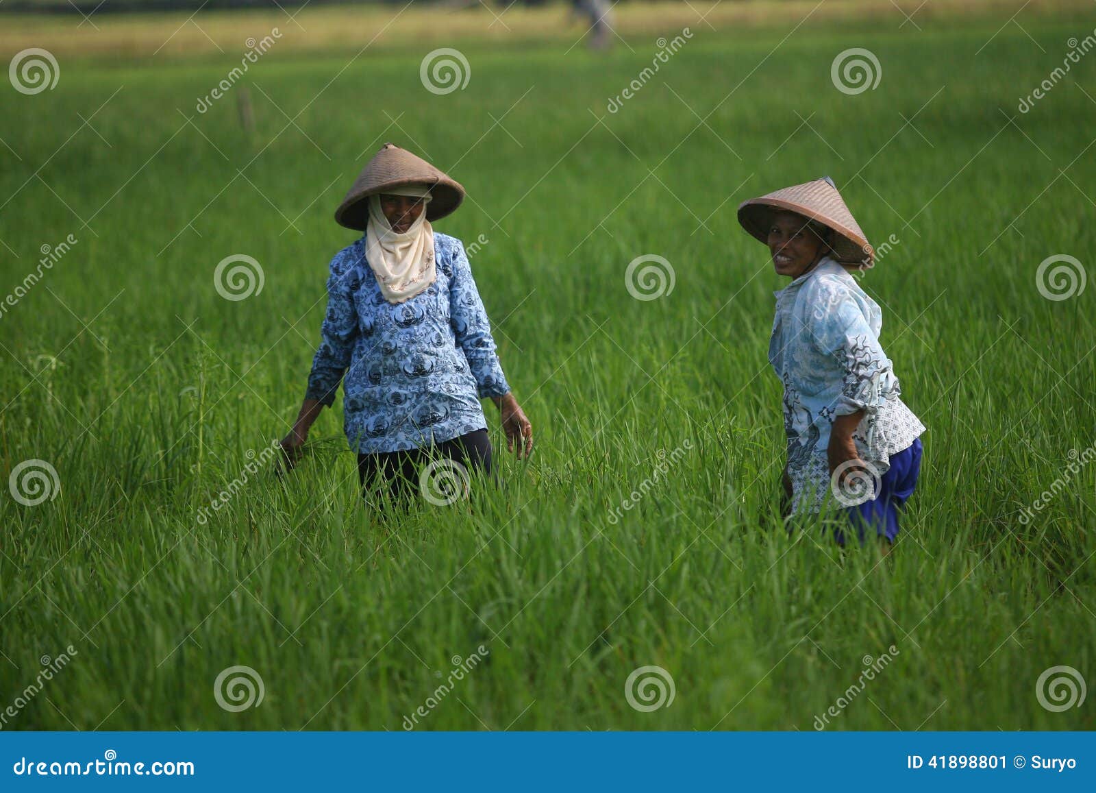 Farmer editorial photo. Image of working, java, indonesia - 41898801