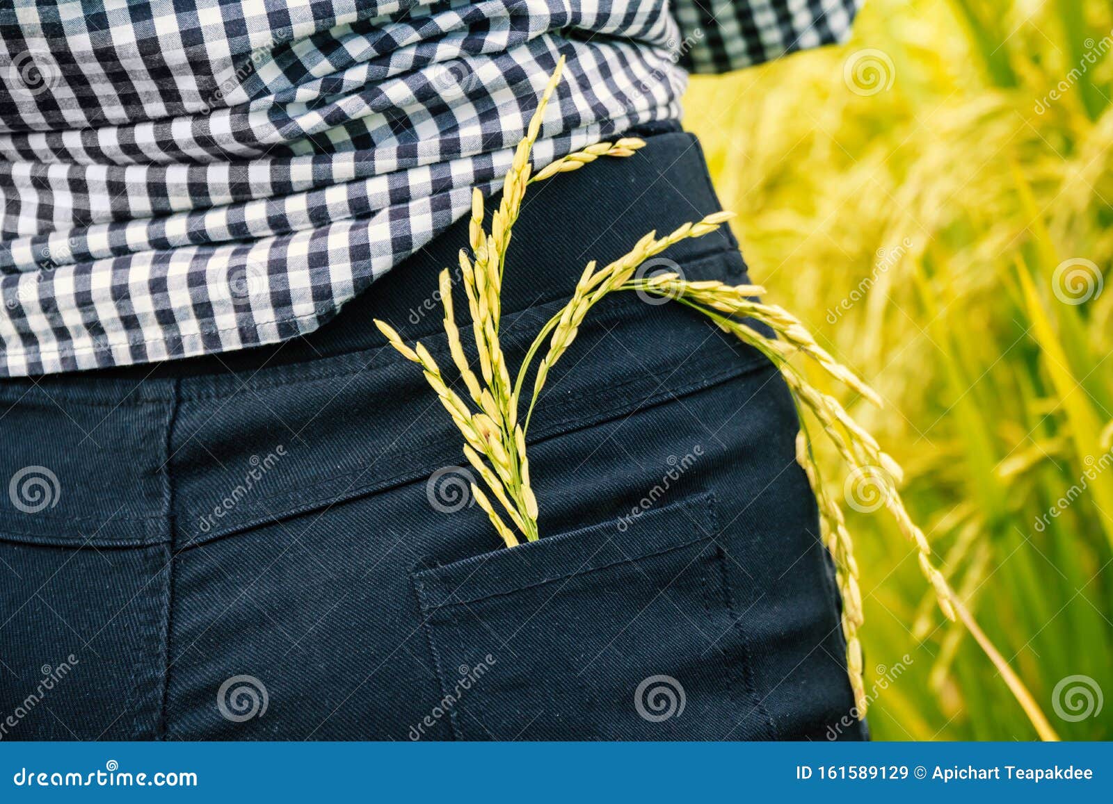 Farmer Women Picking Rice Products Stock Image - Image of harvest ...