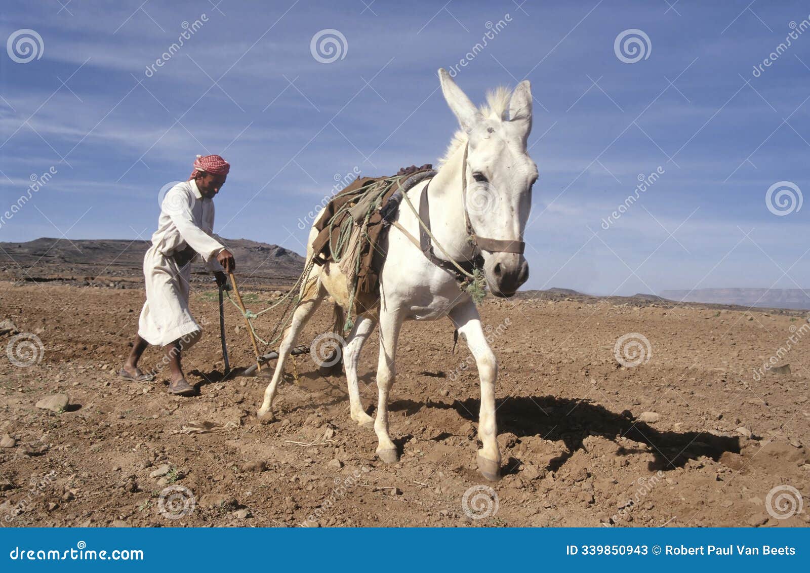 Farmer at Work on a Field Near Sadaa in Yemen Editorial Stock Photo ...