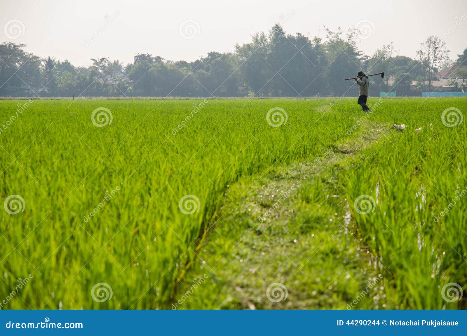 Farmer work in the green stock photo. Image of farm, green - 44290244