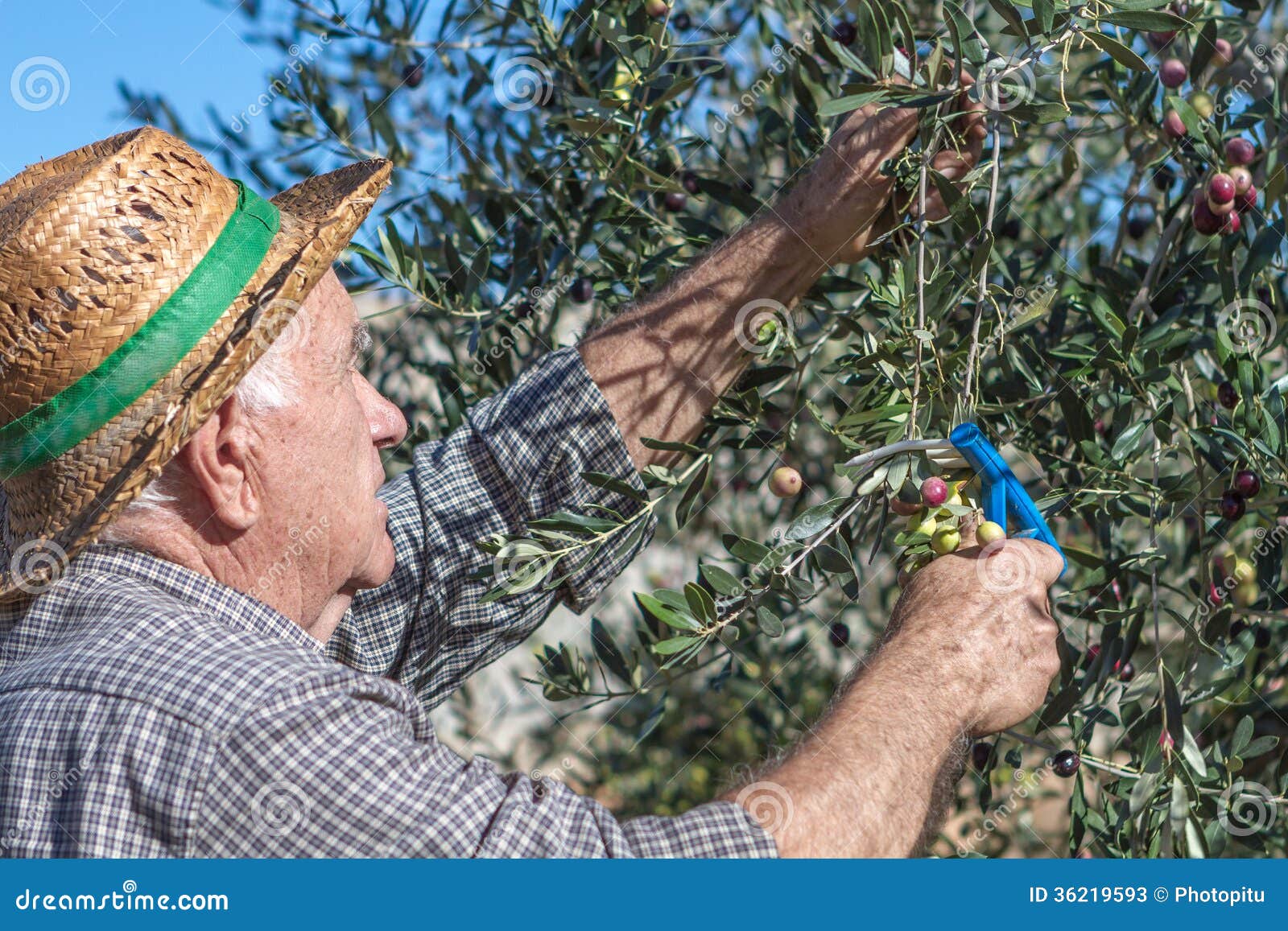 Farmer at work stock image. Image of olive, people, agriculture - 36219593