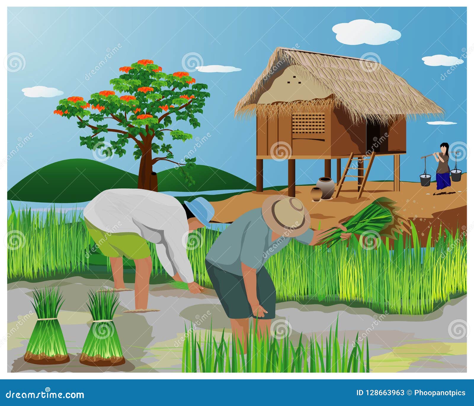 Farmer work in paddy field stock vector. Illustration of carry - 128663963