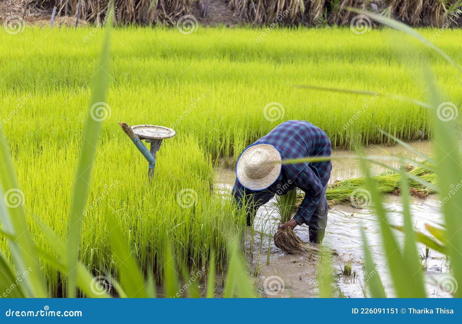 Farmer work stock image. Image of crop, copy, natural - 226091151