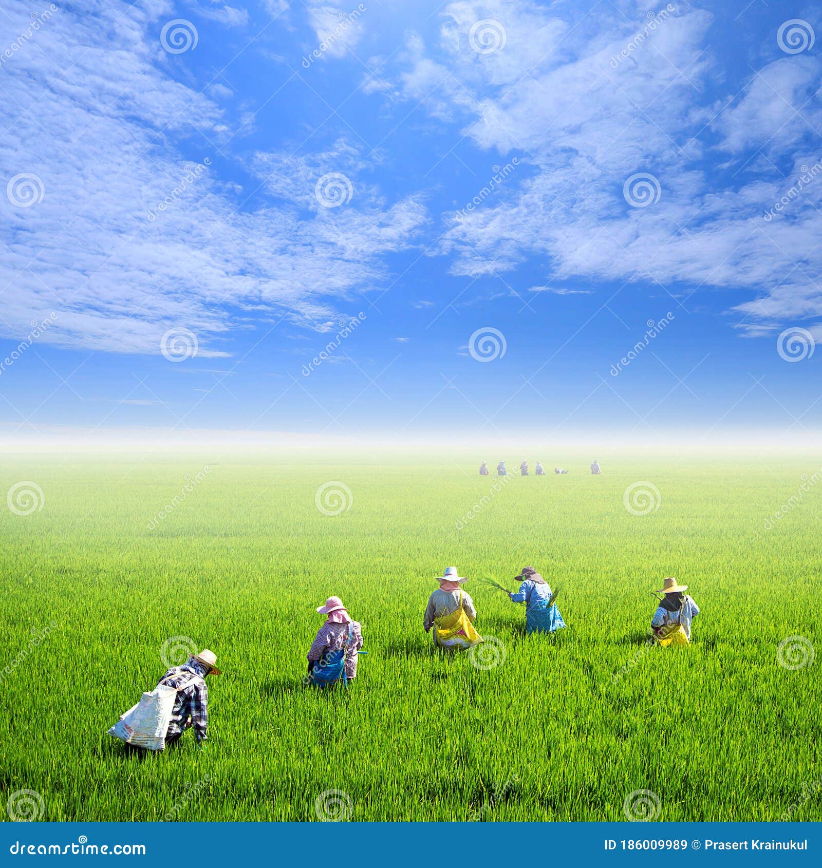 Farmer Work on Rice Field with Nice Blue Sky Stock Image - Image of ...
