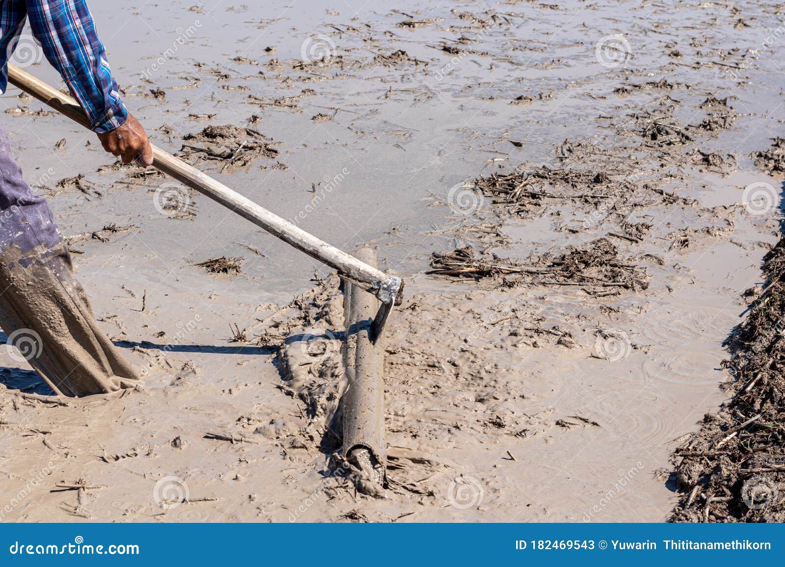 Farmer Work on Rice Field Using Rake, Rice Plantations Covered with ...