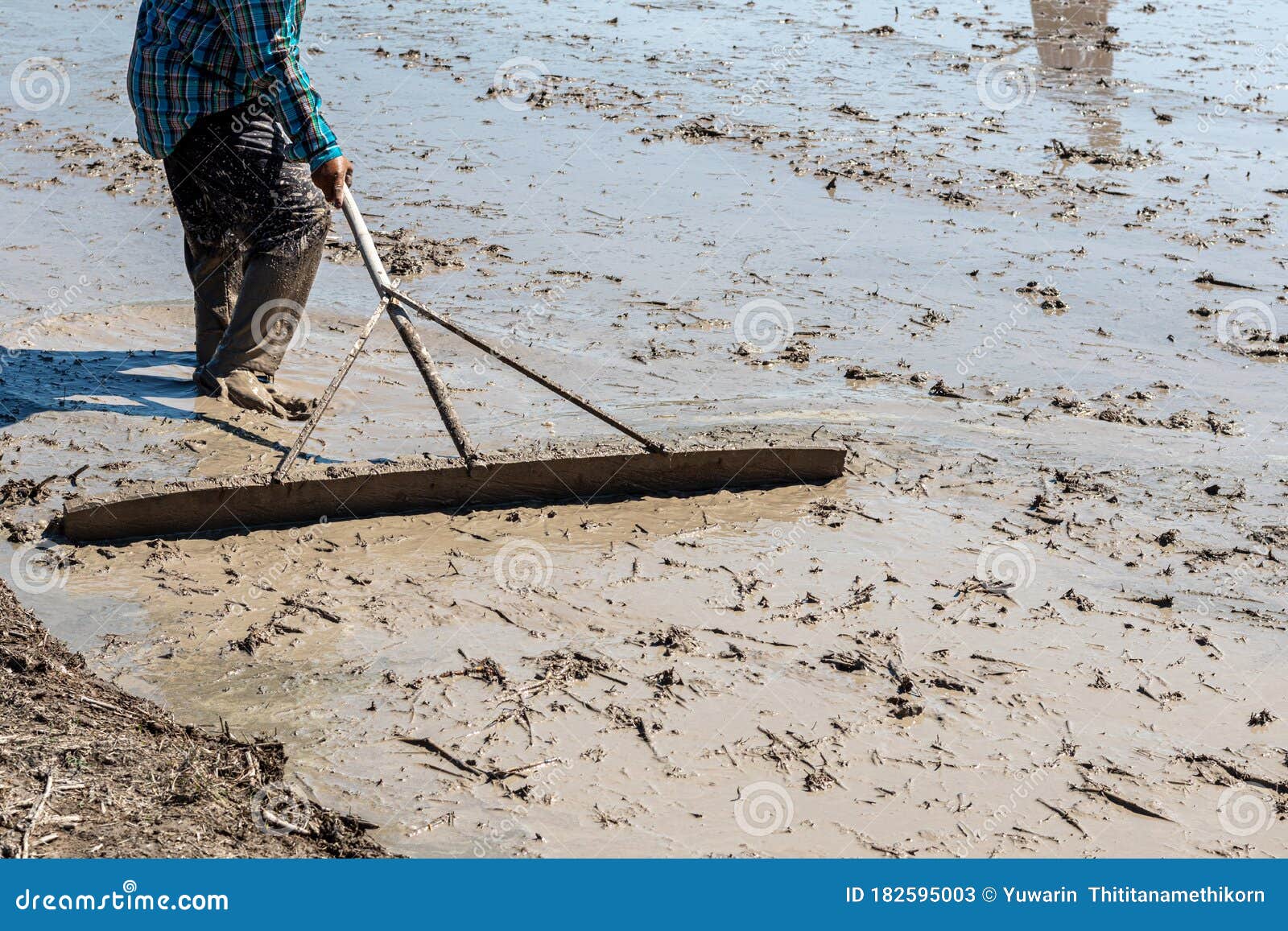 Farmer Work on Rice Field Using Rake, Rice Plantations Covered with ...