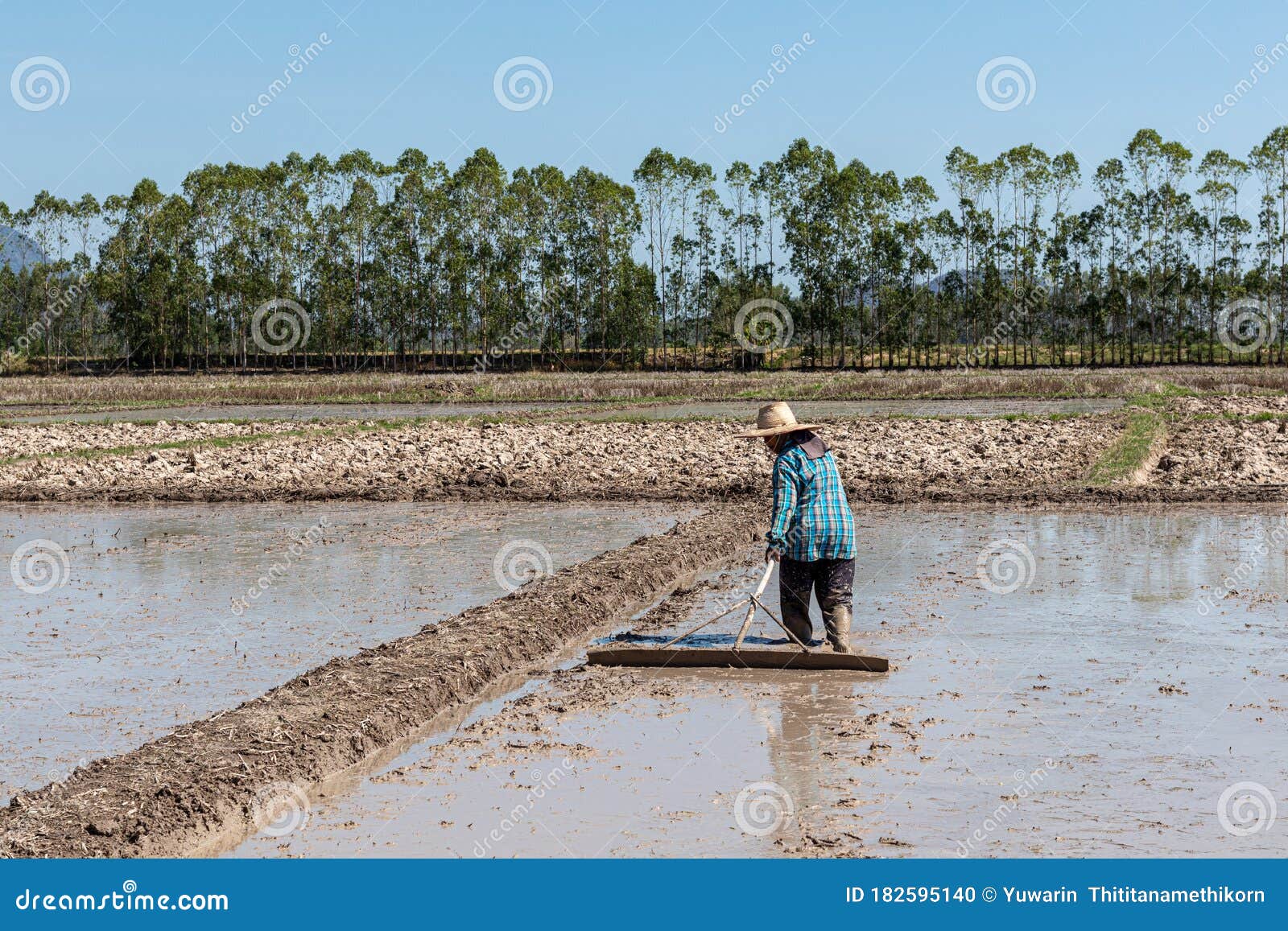 Farmer Work on Rice Field Using Rake, Rice Plantations Covered with ...