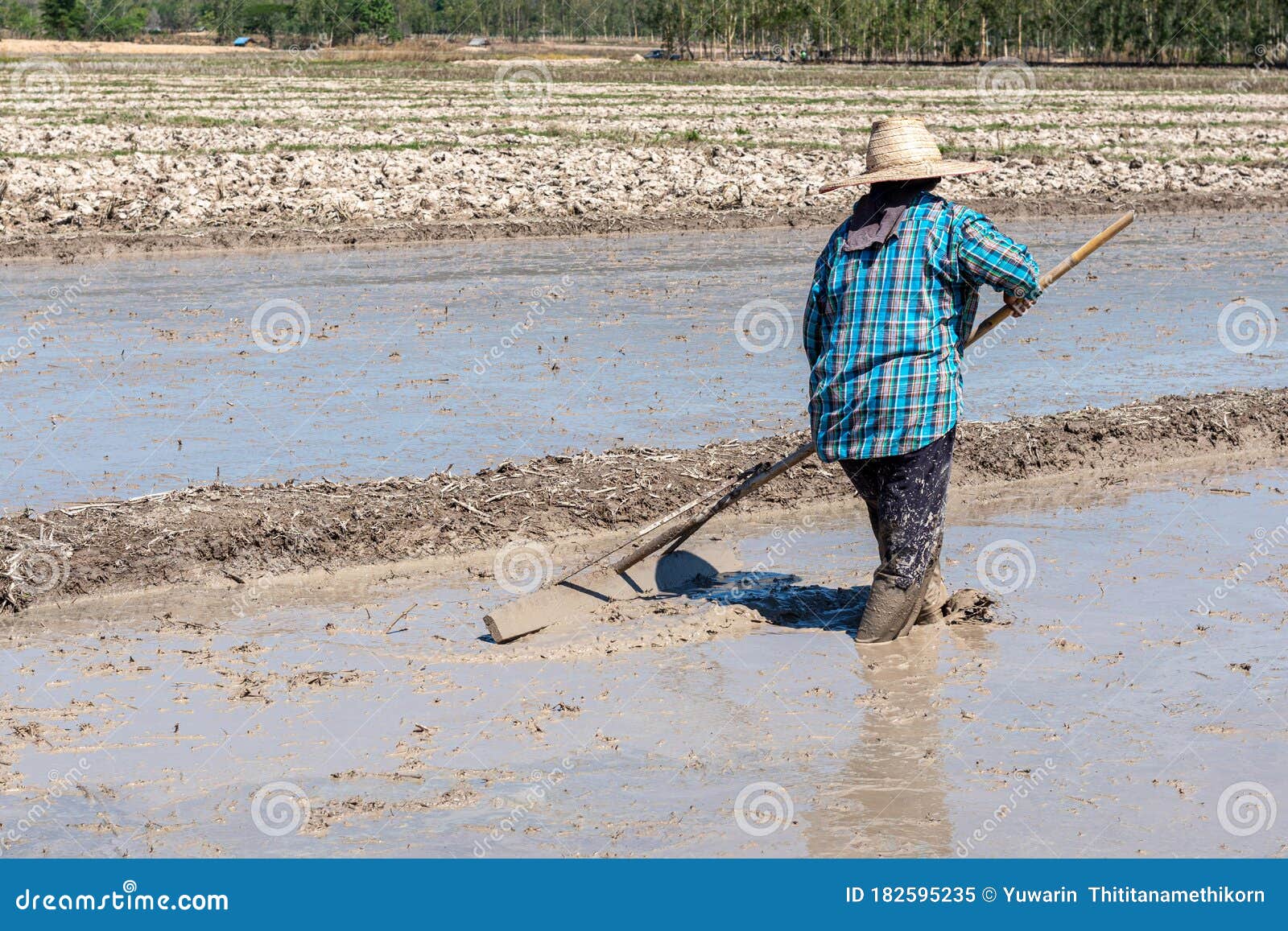 Farmer Work on Rice Field Using Rake, Rice Plantations Covered with ...
