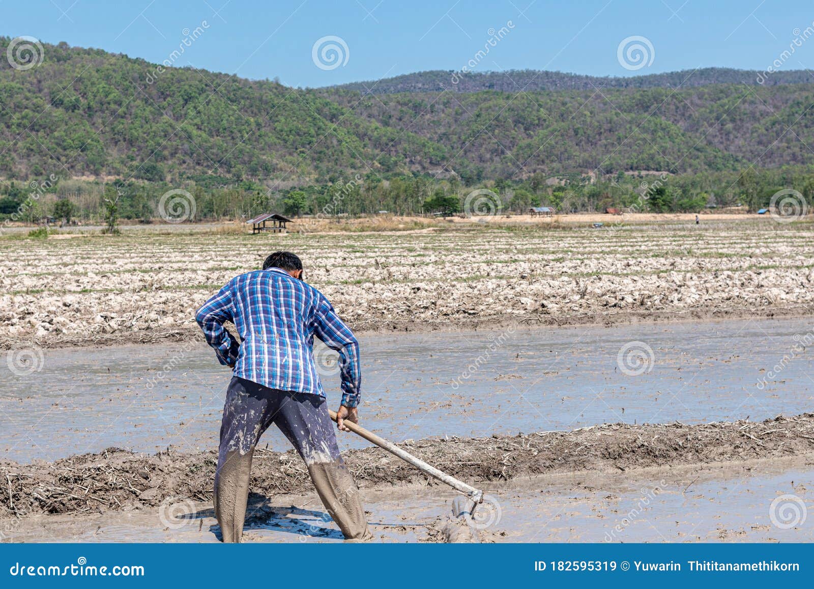 Farmer Work on Rice Field Using Rake, Rice Plantations Covered with ...
