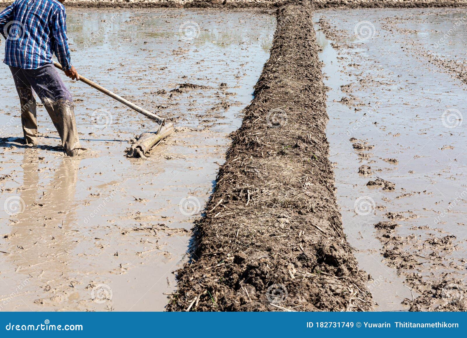 Farmer Work on Rice Field Using Rake, Rice Plantations Covered with ...