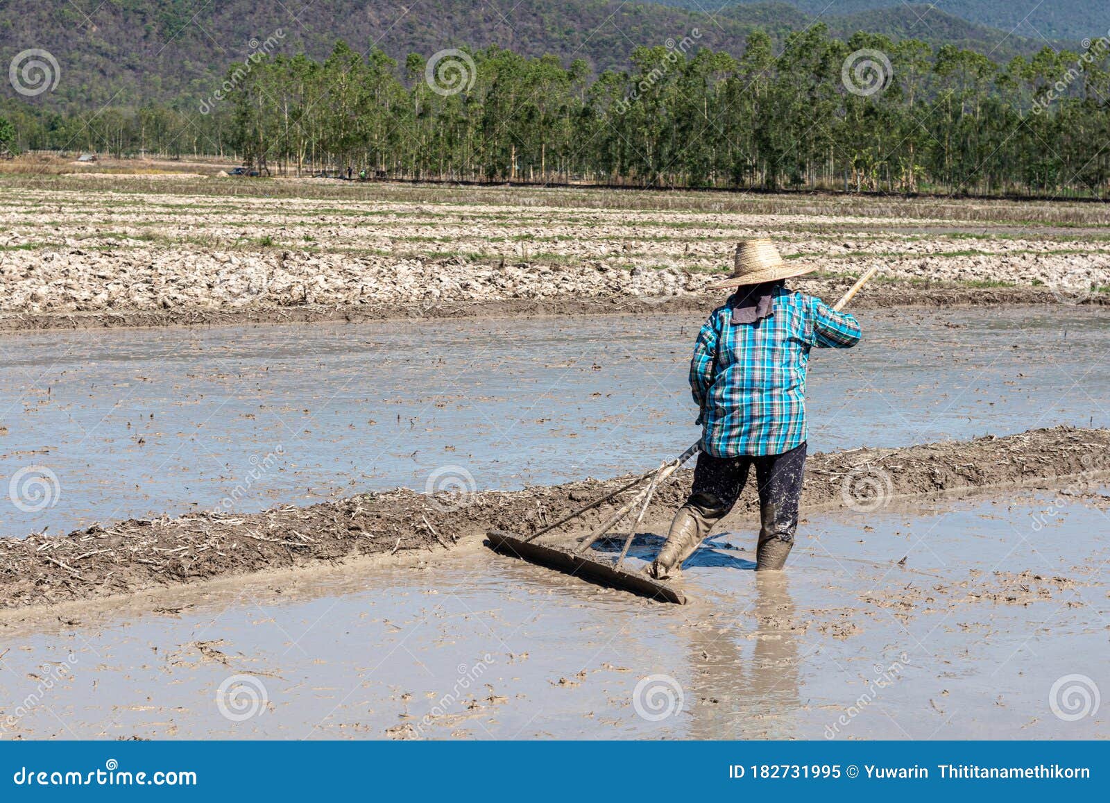 Farmer Work on Rice Field Using Rake, Rice Plantations Covered with ...