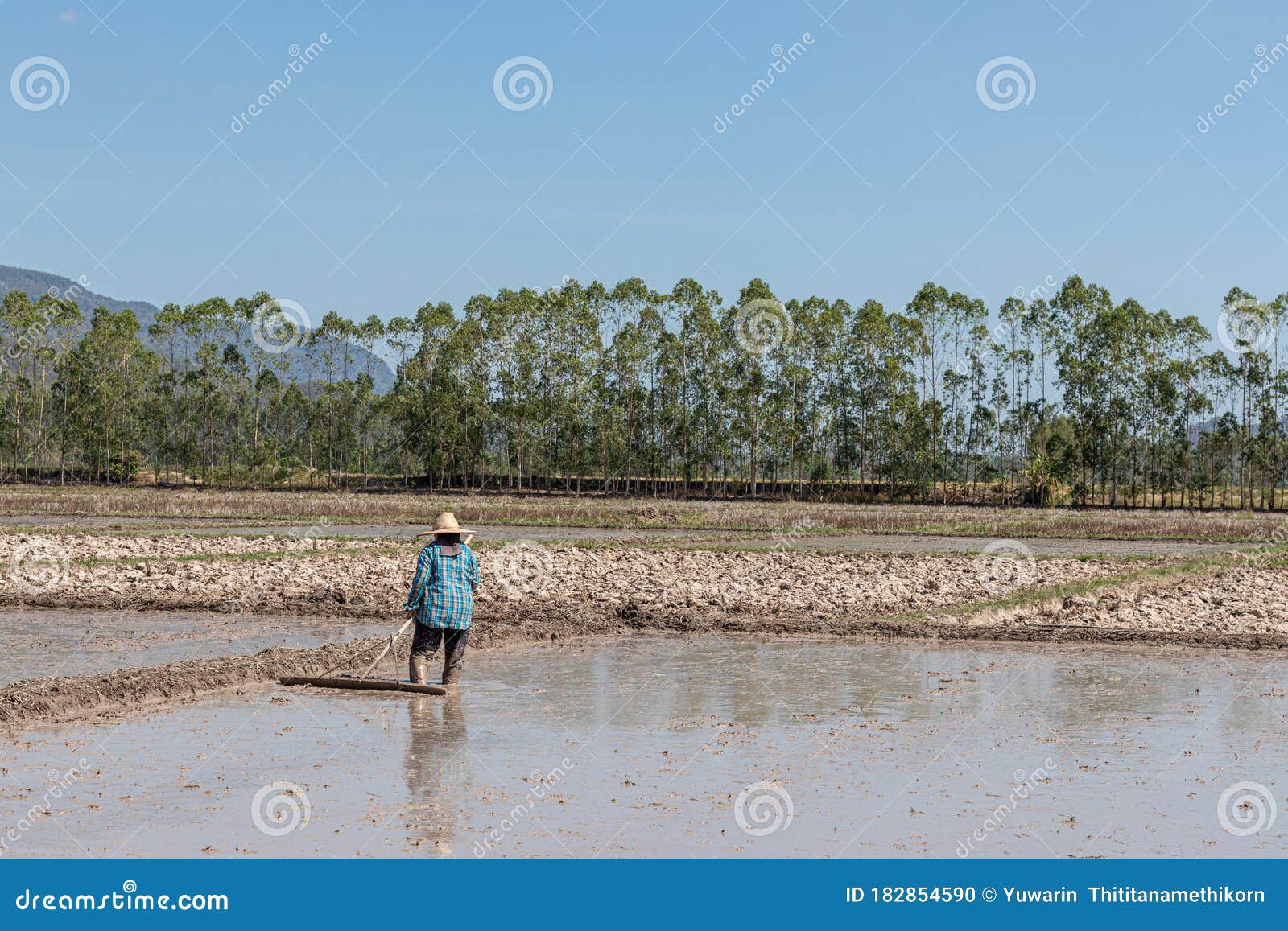 Farmer Work on Rice Field Using Rake, Rice Plantations Covered with ...
