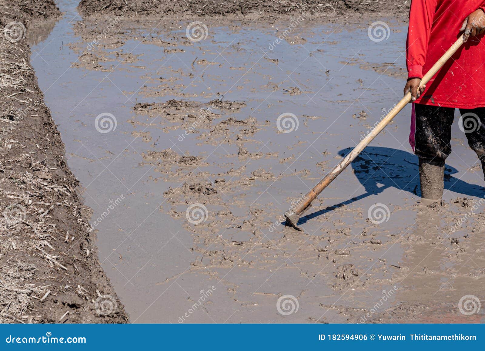 Farmer Work on Rice Field Using Rake, Rice Plantations Covered with ...