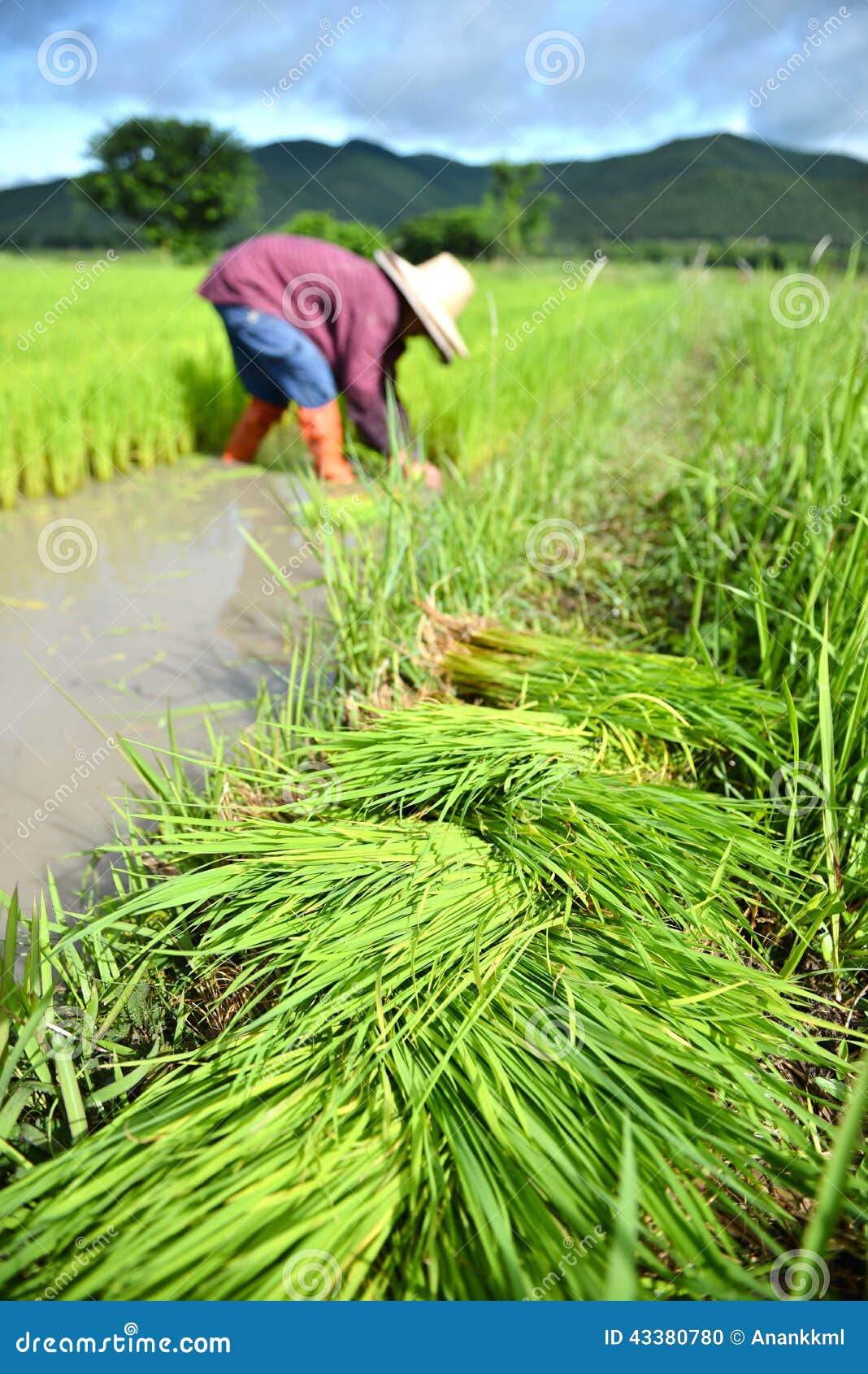 Farmer Work in a Rice Plantation Stock Photo - Image of farmer ...