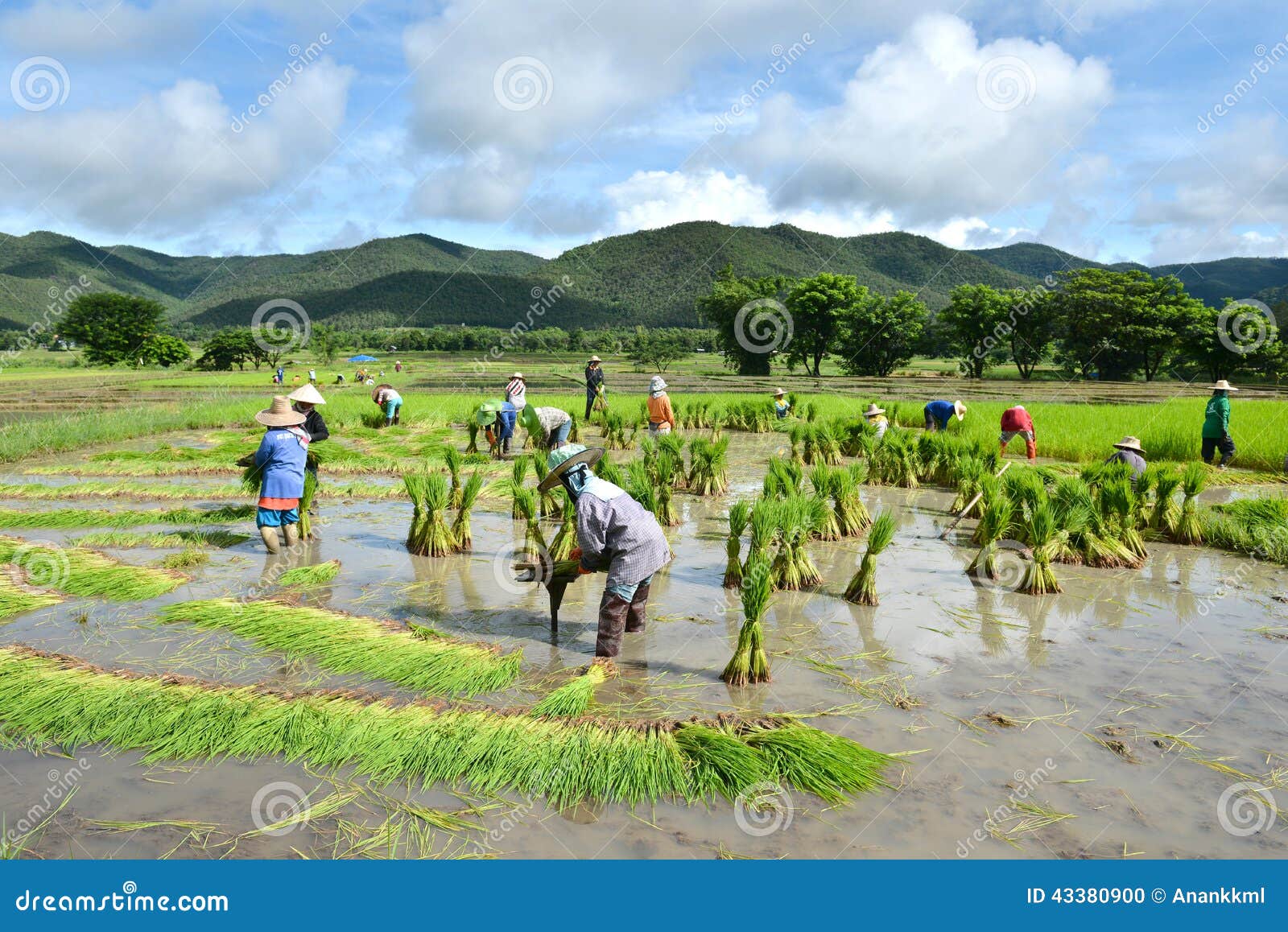 Farmer Work in a Rice Plantation Stock Photo - Image of rice, crop ...