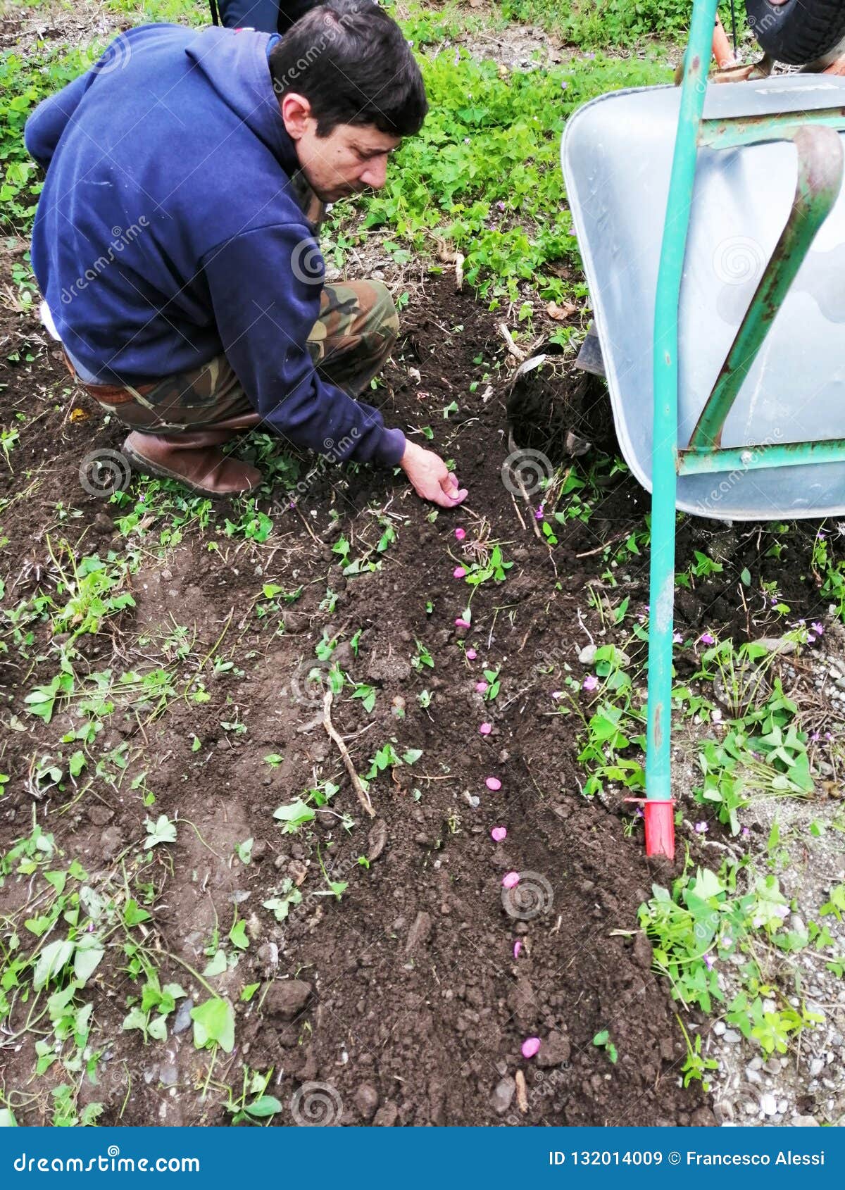 Farmer at Work Sowing Broad Beans Stock Image - Image of soil, beans ...