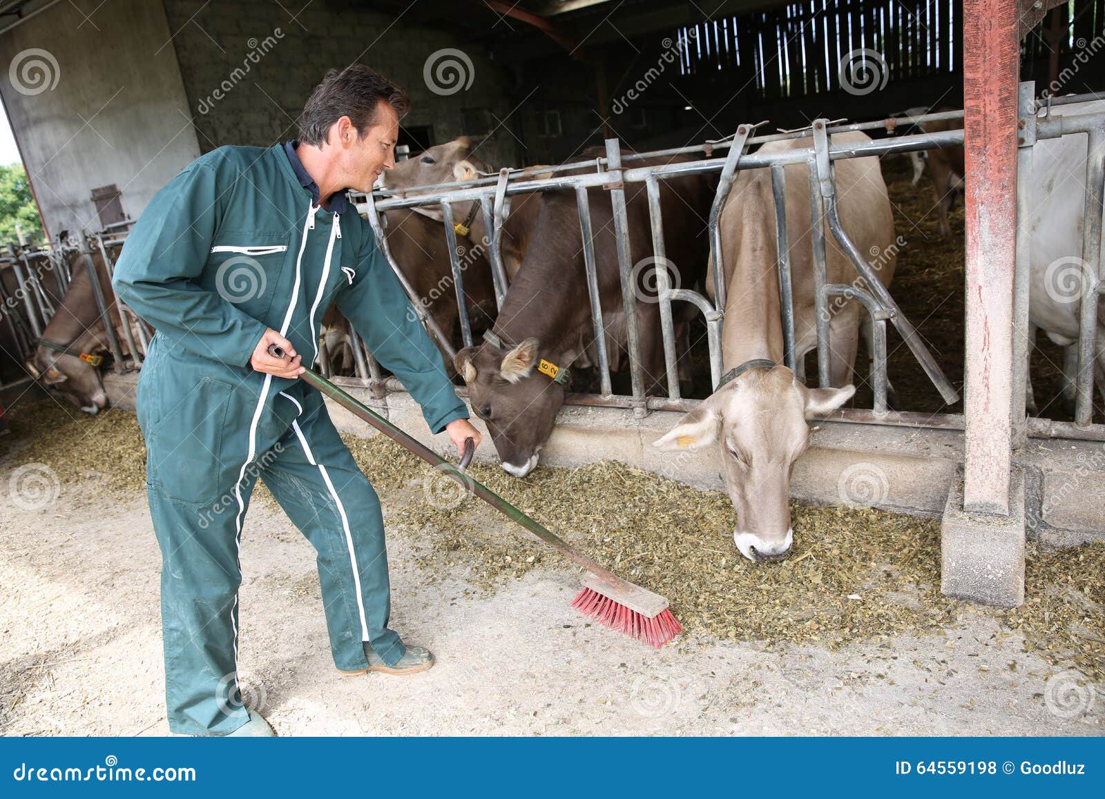 Farmer Working in Barn, Cows Eating Stock Photo - Image of breeder ...