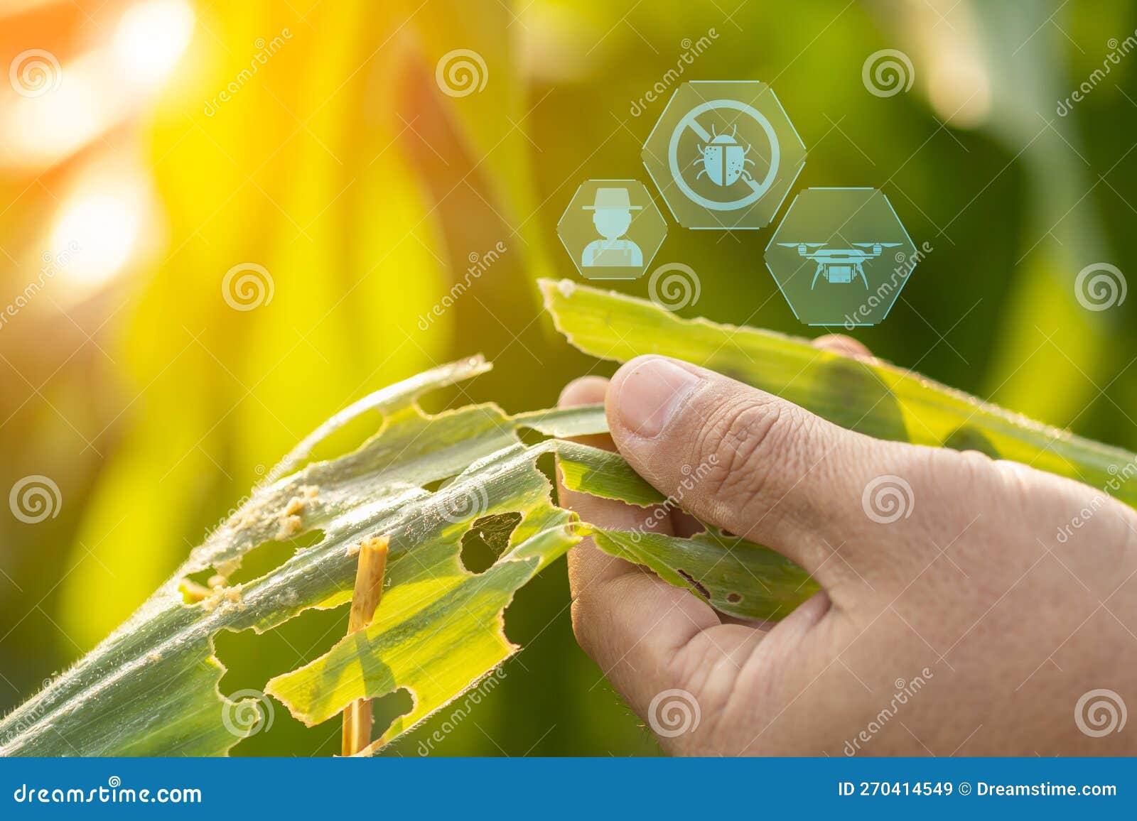 Farmer Working in the Corn and Checking Problem in His Farm about Aphis ...