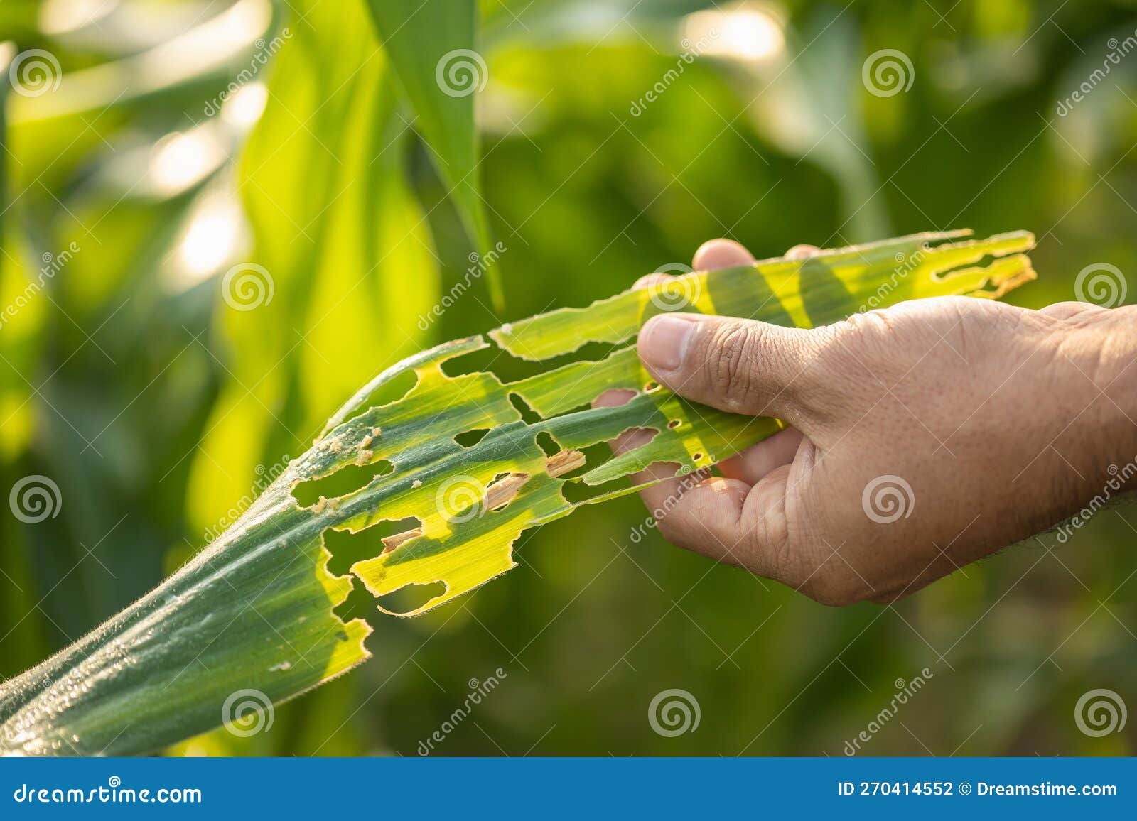 Farmer Working in the Corn and Checking Problem in His Farm about Aphis ...