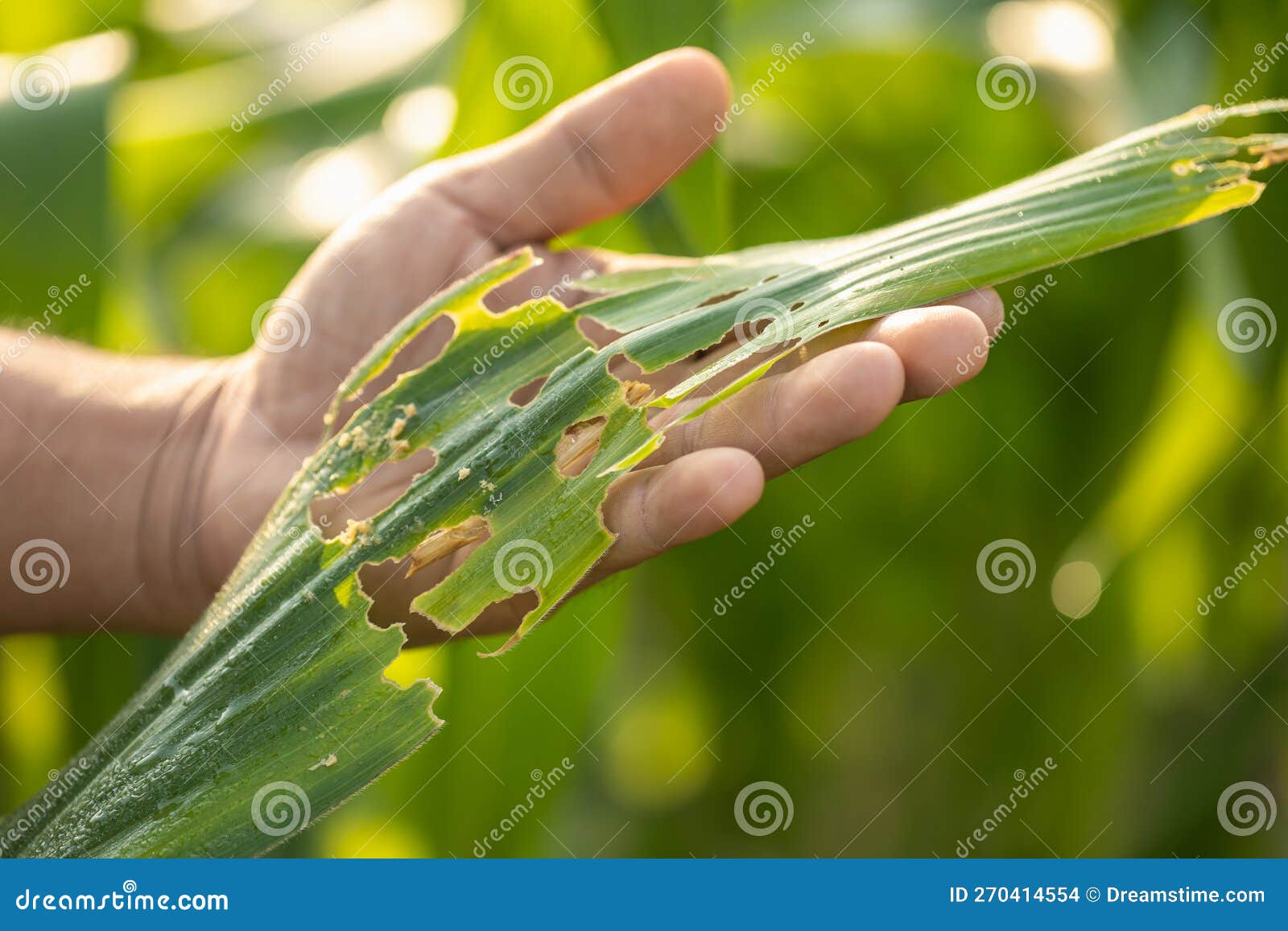 Farmer Working in the Corn and Checking Problem in His Farm about Aphis ...