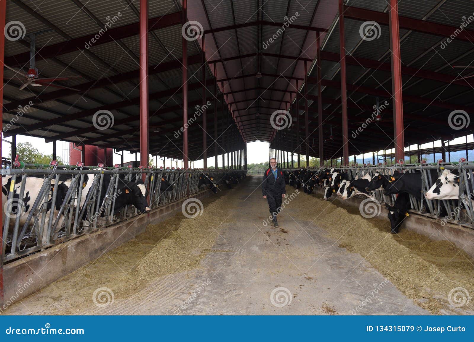 Farmer working in cow farm stock image. Image of beasts - 134315079