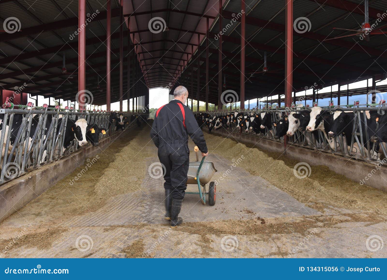 Farmer working with cows stock photo. Image of herd - 134315056