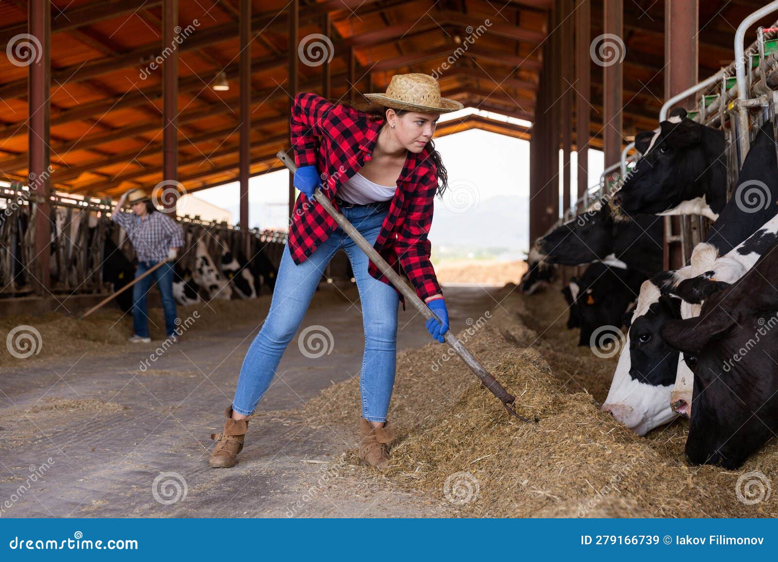 Farmer Working in Cowshed, Engaged in Breeding of Milking Holstein Cows ... Farmer Working in Cowshed, Engaged in Breeding of Milking Holstein Cows ...