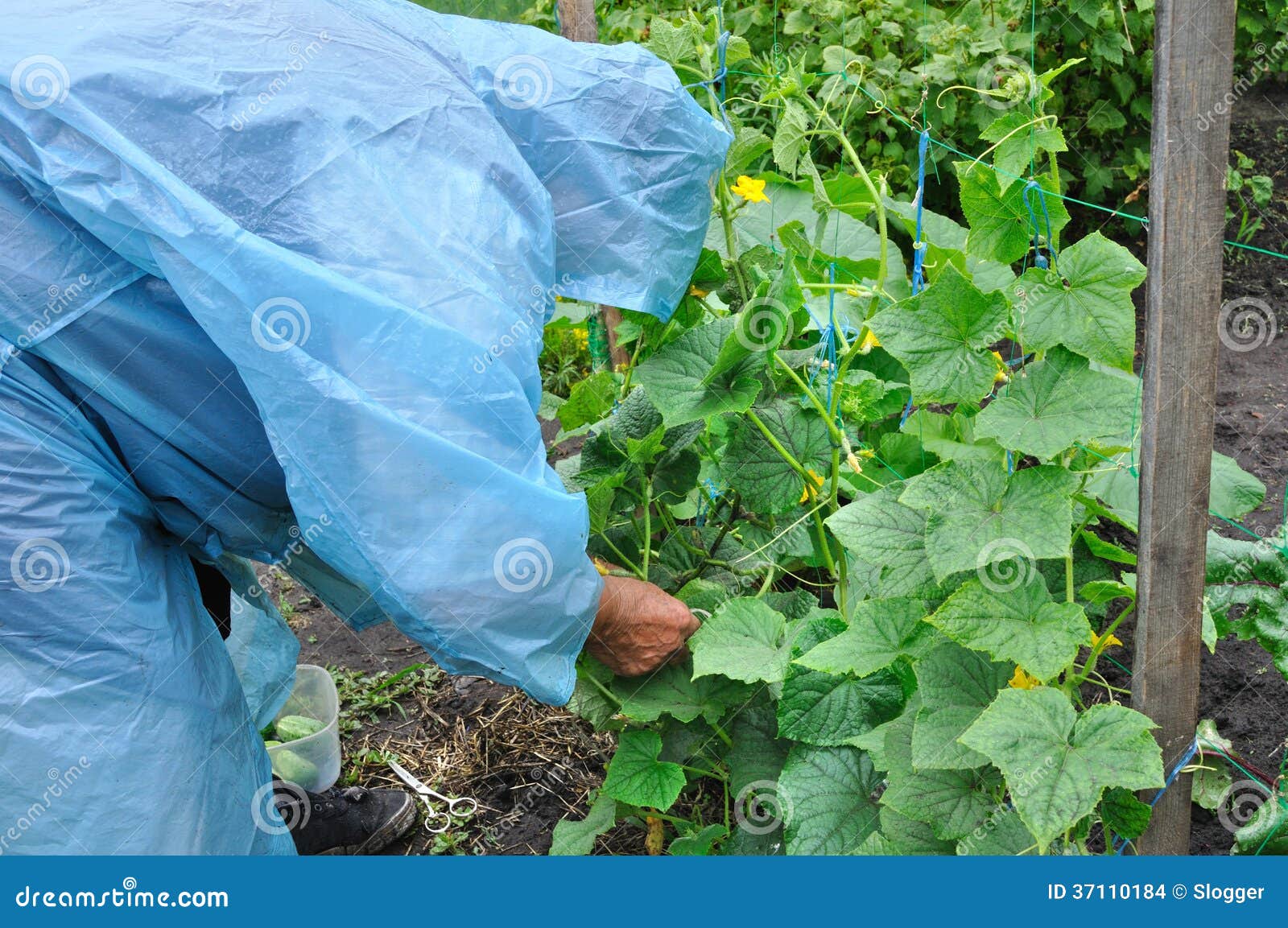 Farmer Working in the Cucumber Plantation Stock Photo - Image of ...