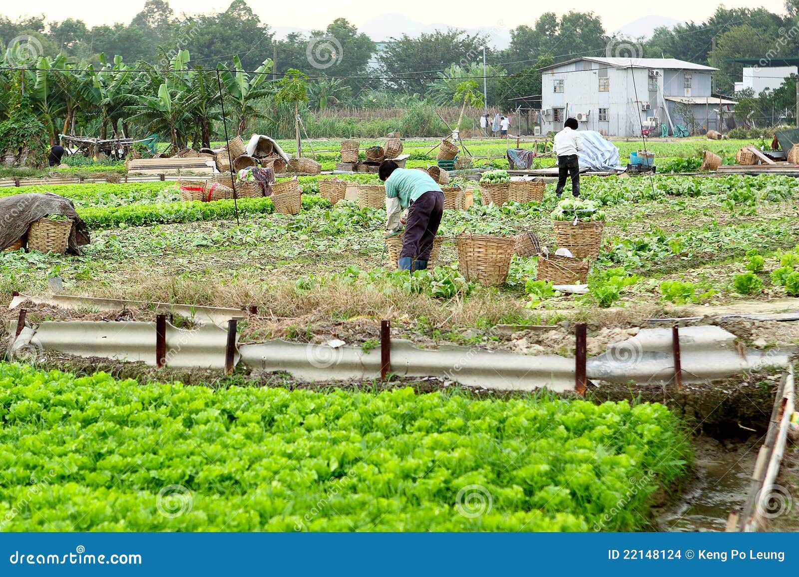 Farmer Working in Cultivated Land Stock Photo - Image of china, japan ...