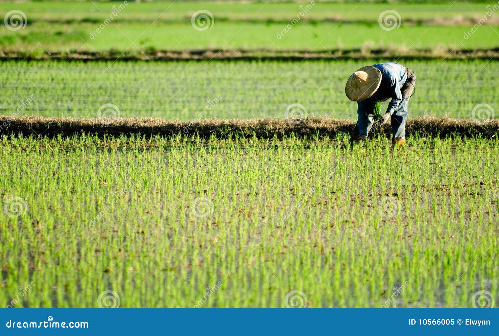 Farmer working in the farm stock image. Image of farmland - 10566005