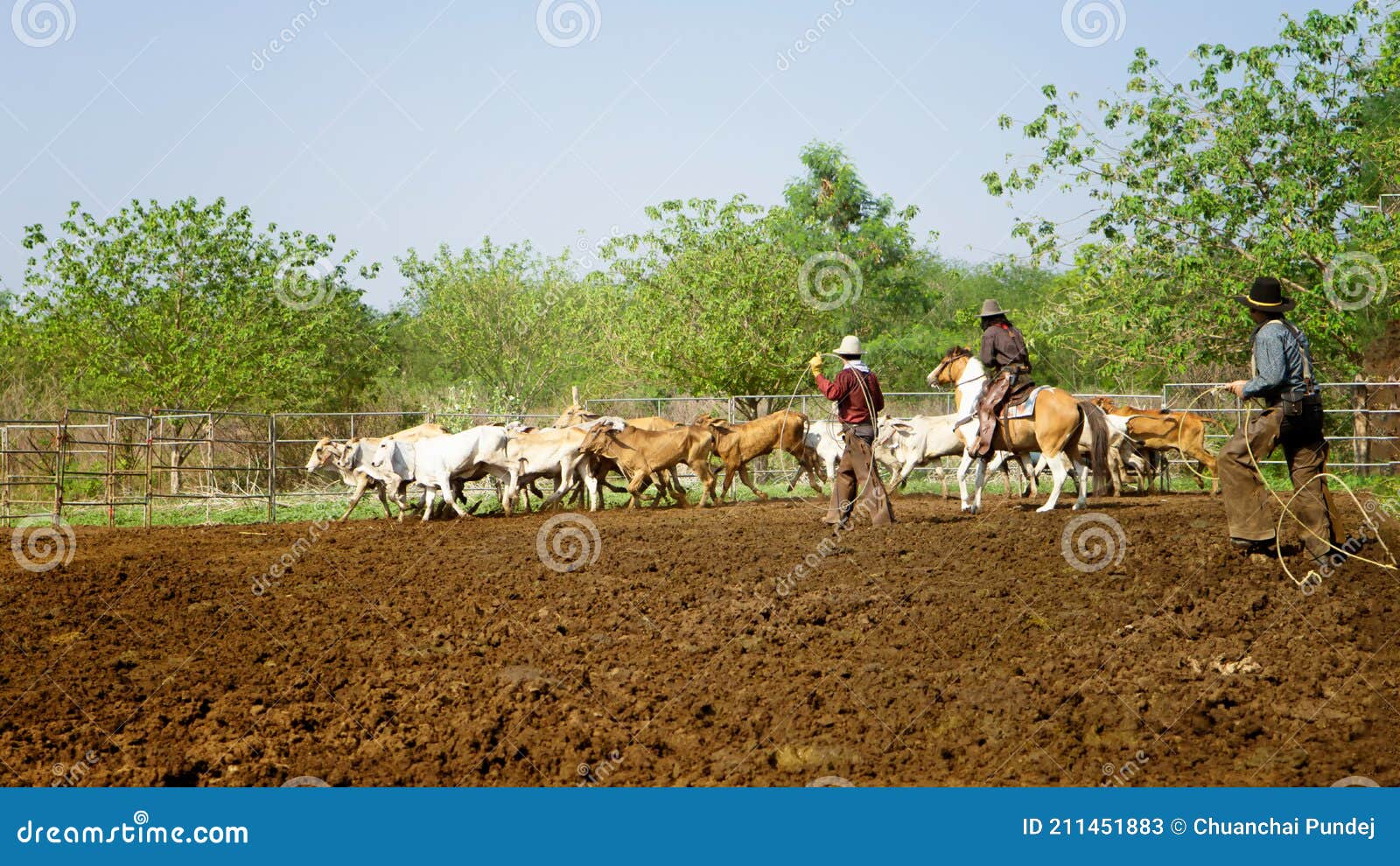 Farmer is Working on a Farm with Cows. Stock Image - Image of landscape ...