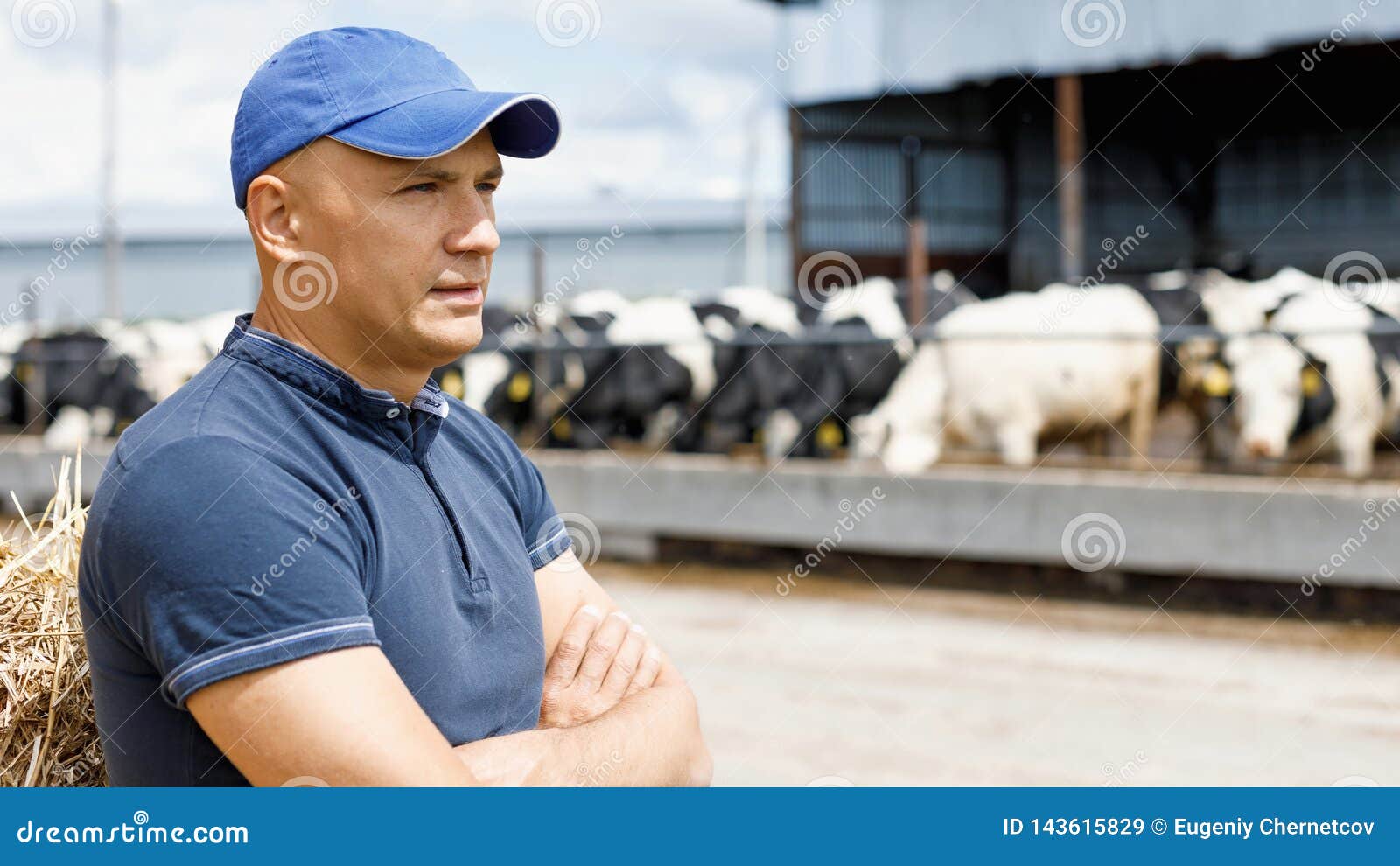 Farmer Working on Farm with Dairy Cows Stock Image - Image of meat ...