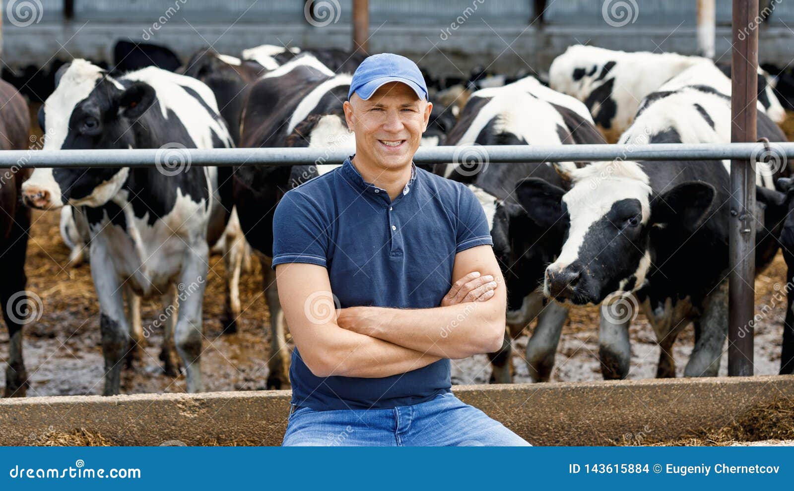 Farmer Working on Farm with Dairy Cows Stock Photo - Image of dairy ...