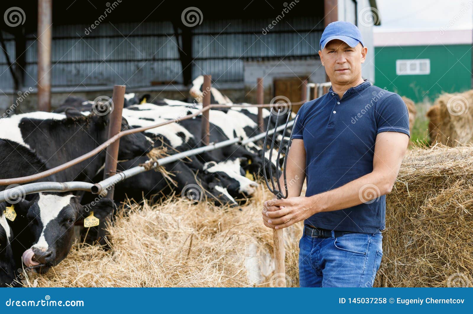 Farmer Working on Farm with Dairy Cows Stock Photo - Image of ...