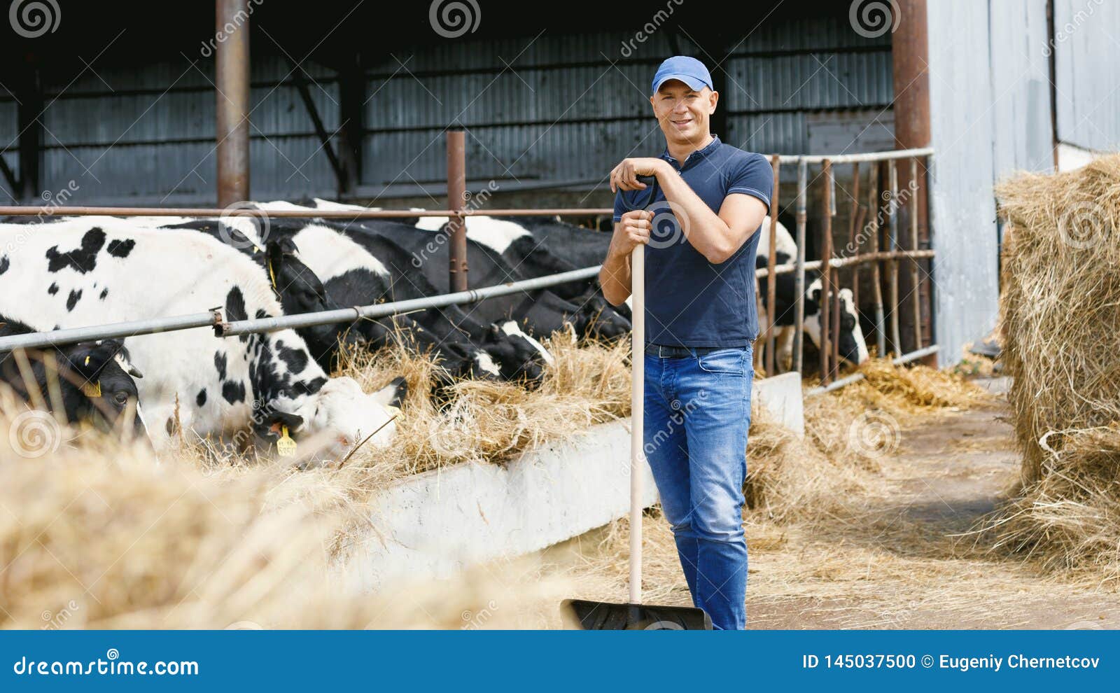 Farmer Working on Farm with Dairy Cows Stock Photo - Image of industry ...