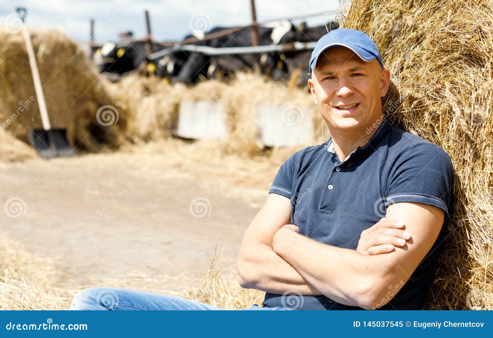 Farmer Working on Farm with Dairy Cows Stock Image - Image of operation ...