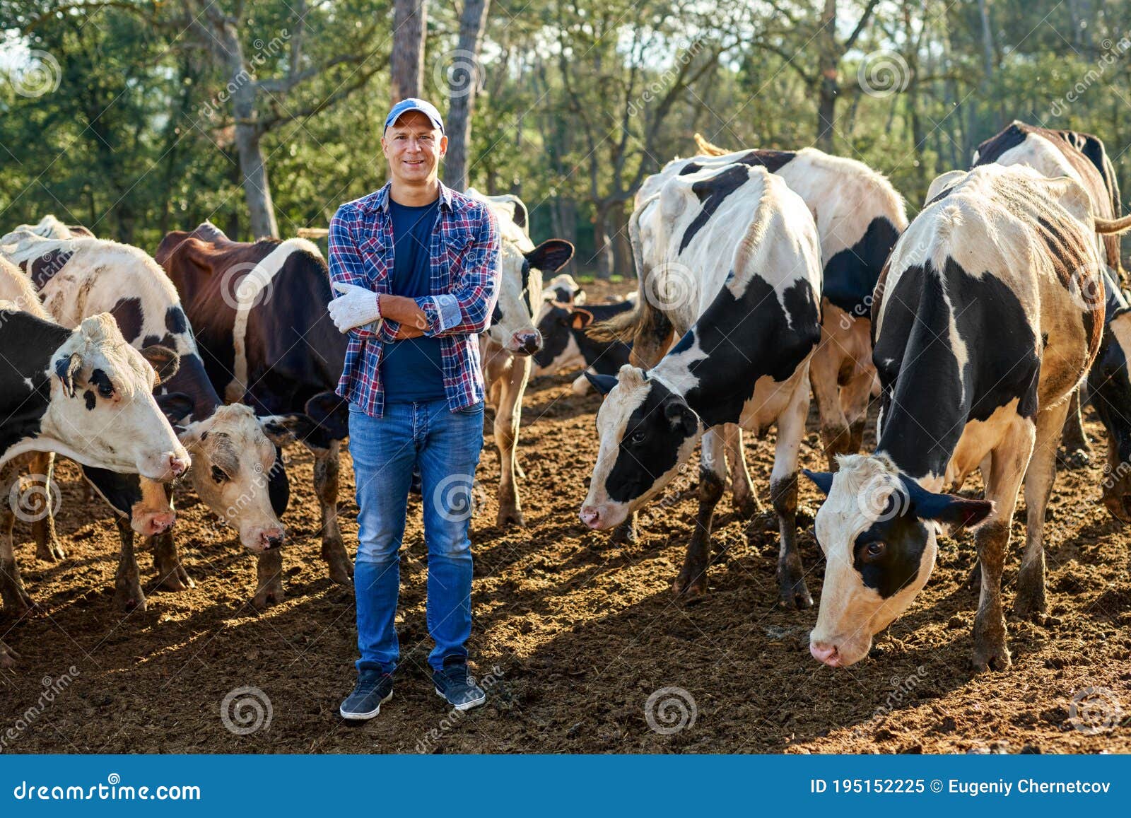 Farmer is Working on Farm with Dairy Cows Stock Image - Image of meat ...