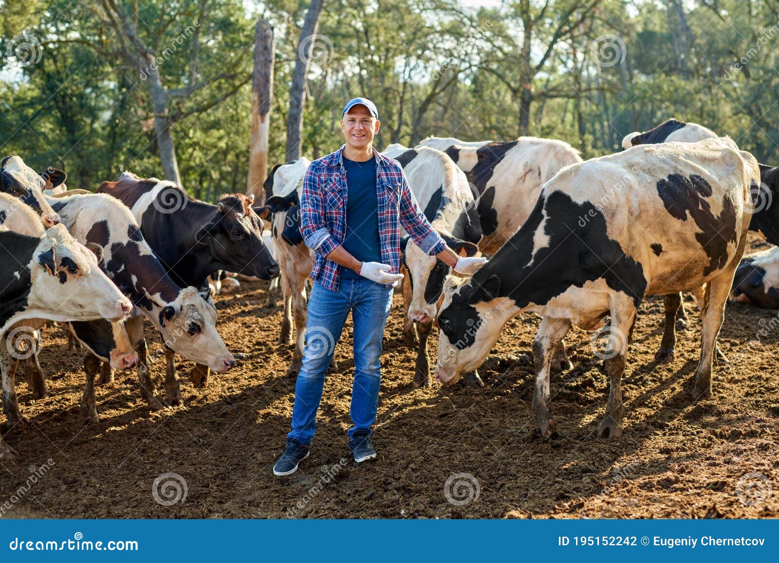 Farmer is Working on Farm with Dairy Cows Stock Photo - Image of dairy ...
