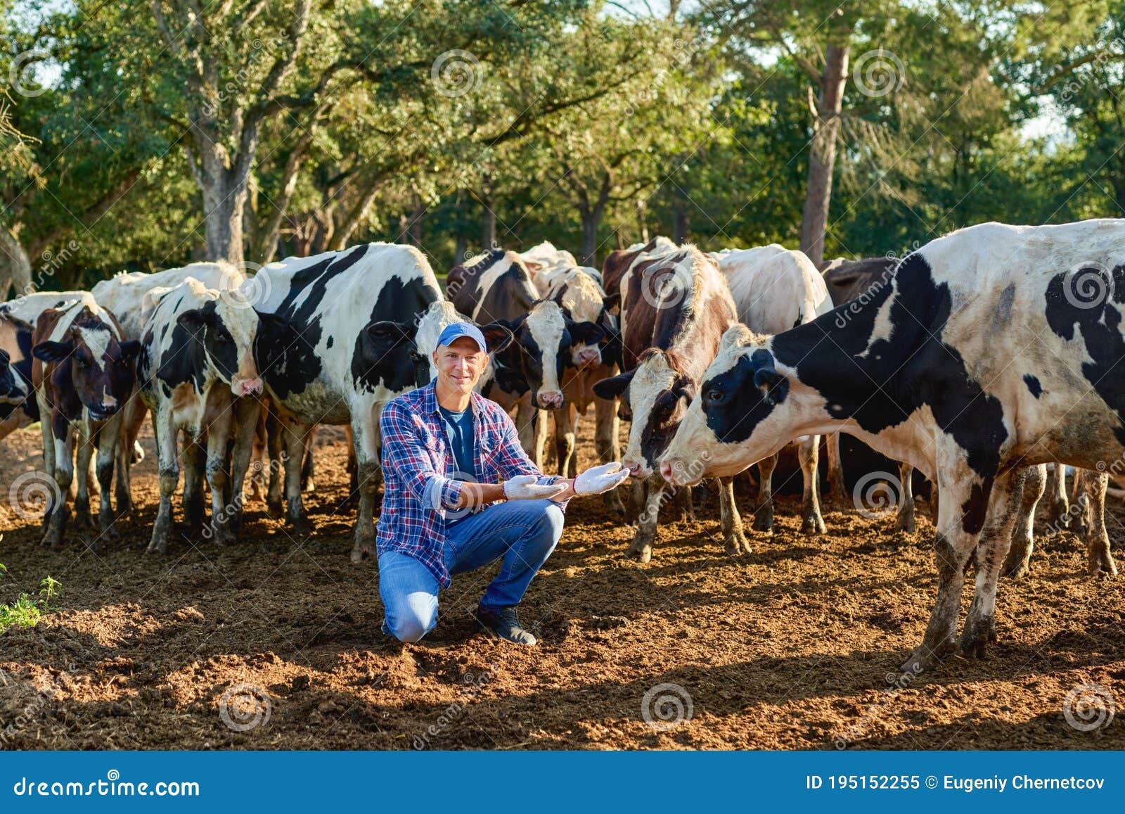 Farmer is Working on Farm with Dairy Cows Stock Image - Image of farmer ...