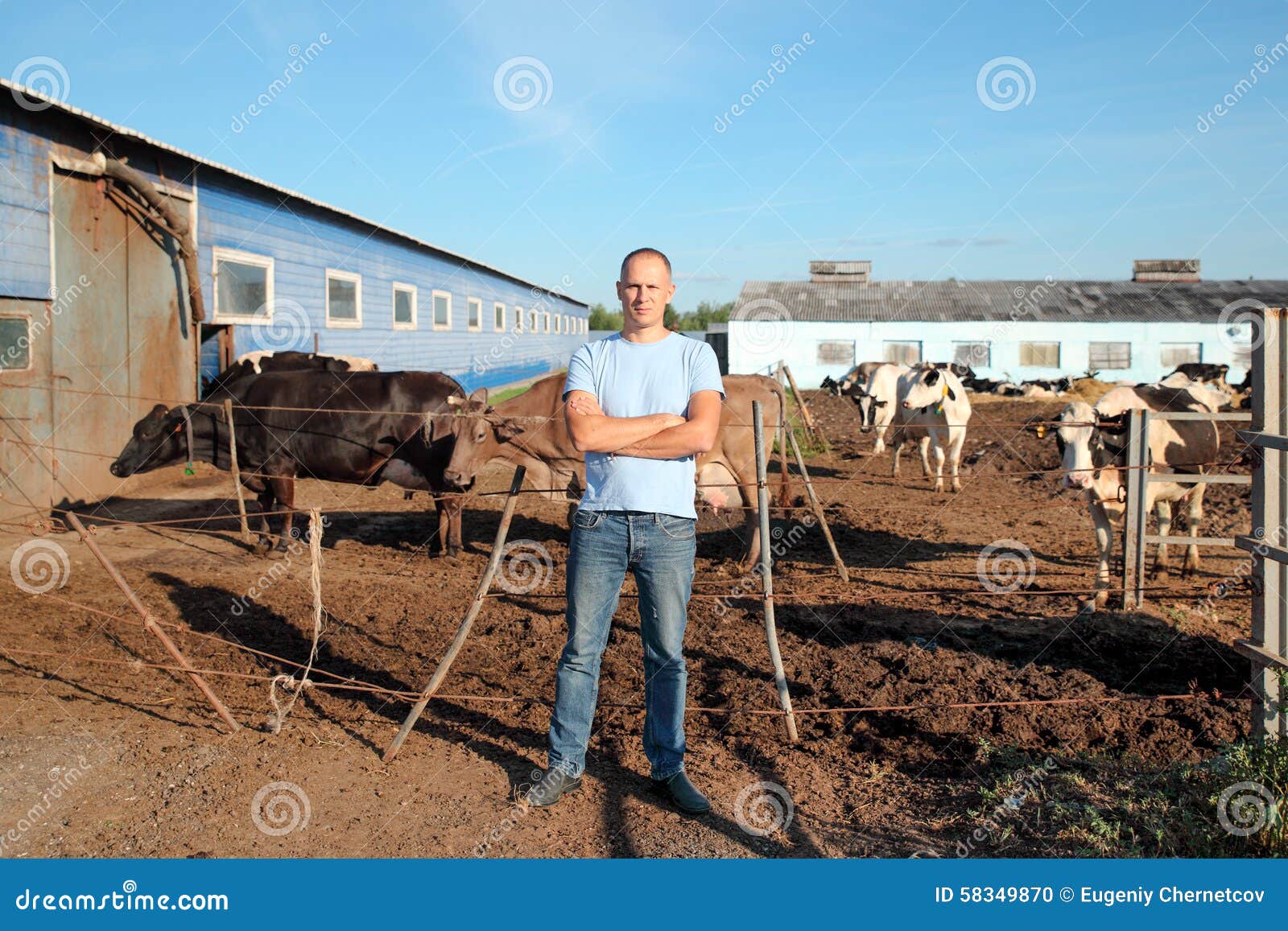 Farmer is Working on Farm with Dairy Cows Stock Photo - Image of cowboy ...