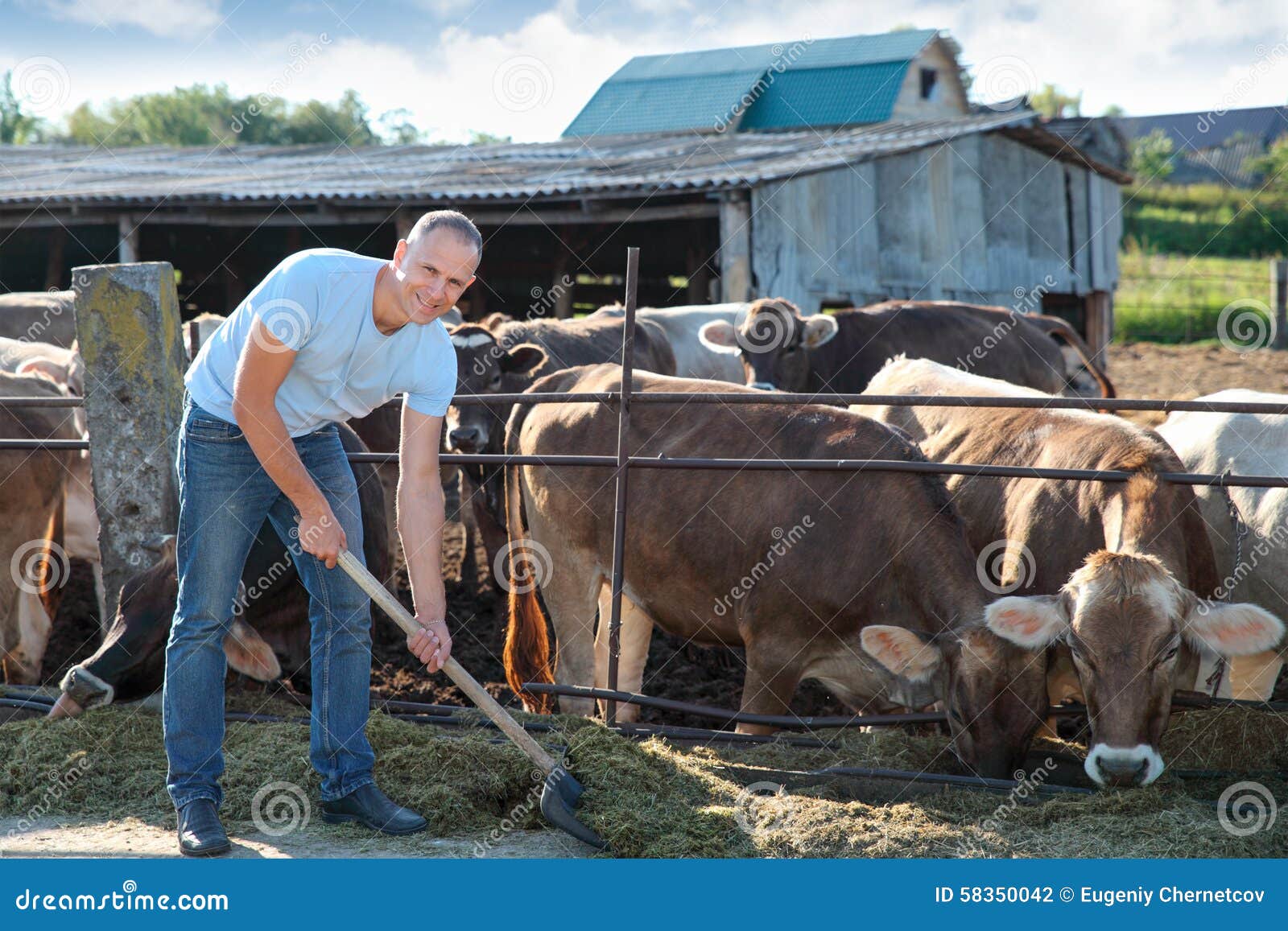 Farmer is Working on Farm with Dairy Cows Stock Photo - Image of food ...