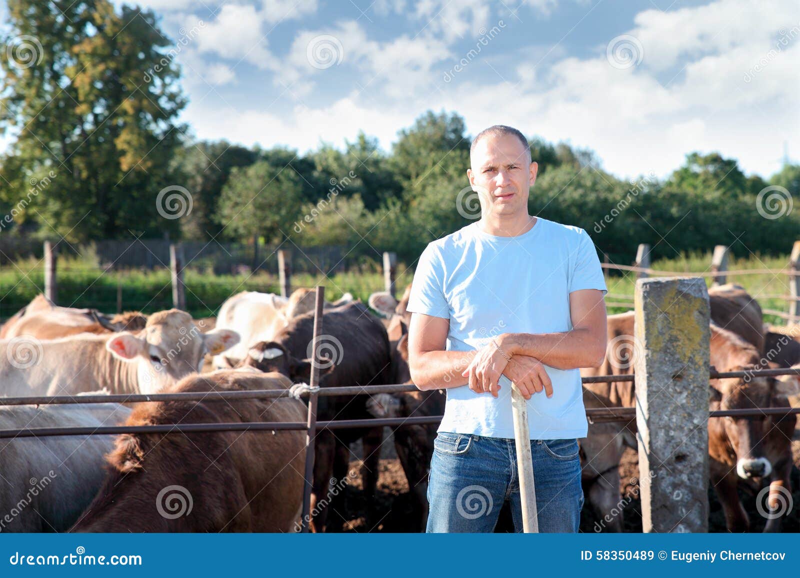 Farmer is Working on Farm with Dairy Cows Stock Image - Image of food ...