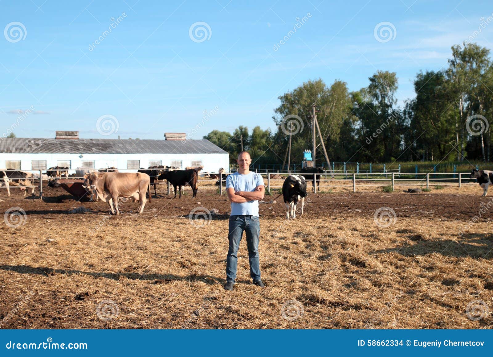 Farmer is Working on Farm with Dairy Cows Stock Photo - Image of ...