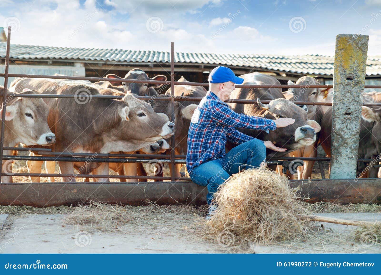 Farmer is Working on Farm with Dairy Cows Stock Photo - Image of post ...