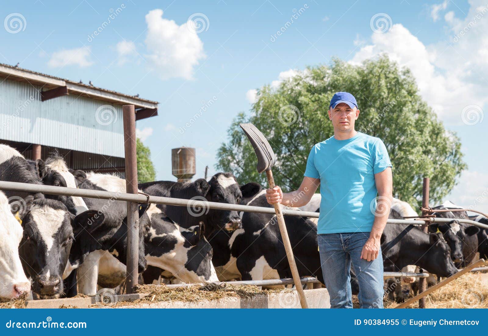 Farmer Working on Farm with Dairy Cows Stock Image - Image of life ...