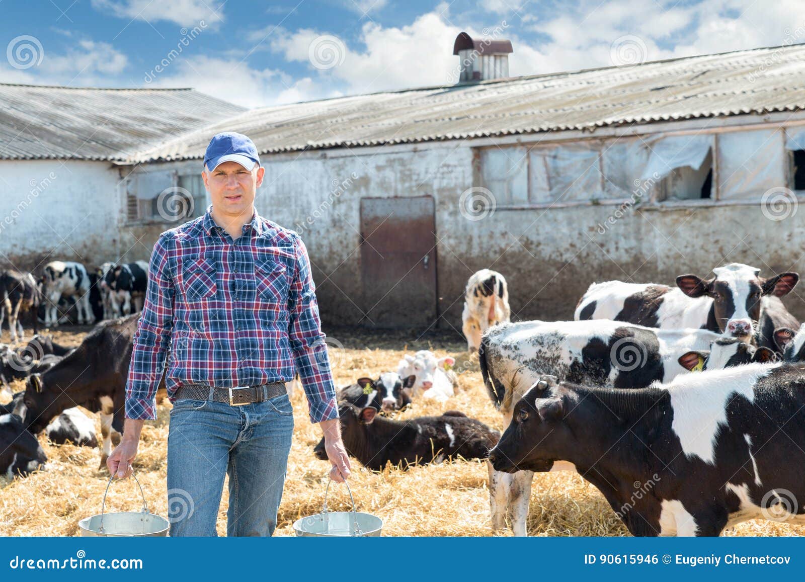 Farmer Working on Farm with Dairy Cows Stock Photo - Image of farmer ...