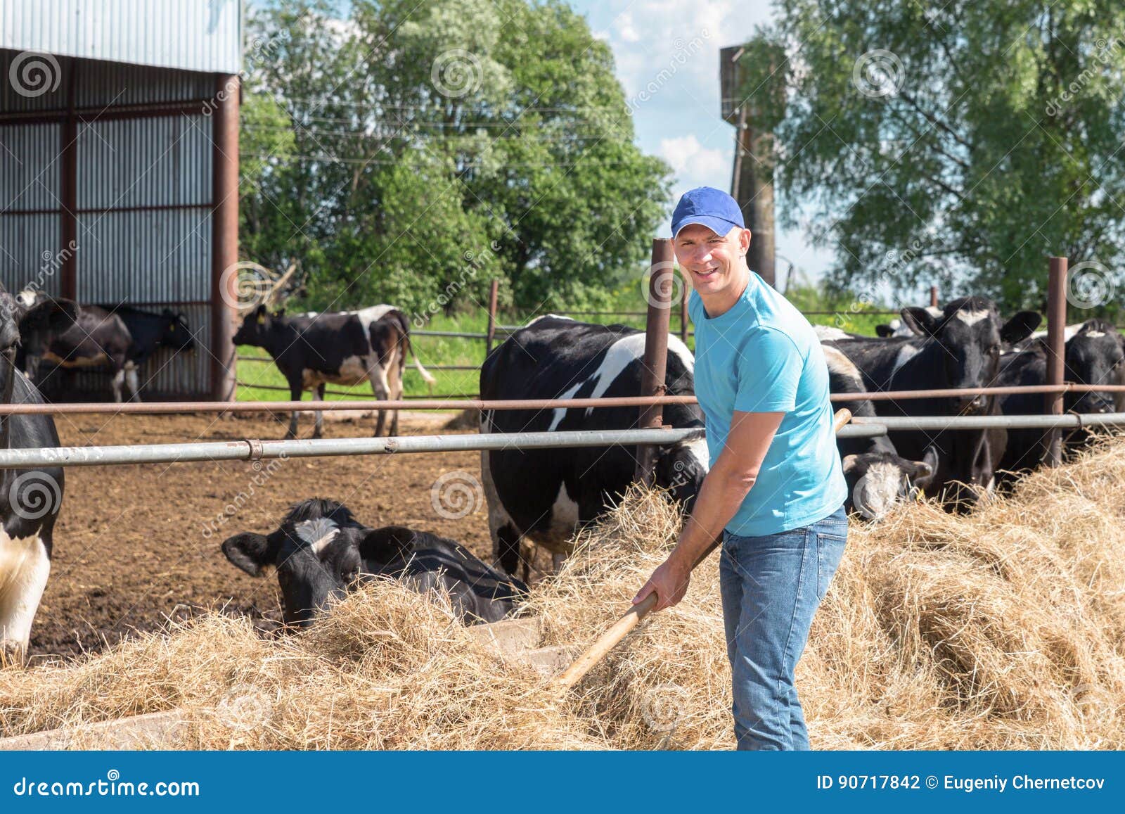 Farmer Working on Farm with Dairy Cows Stock Photo - Image of farm ...