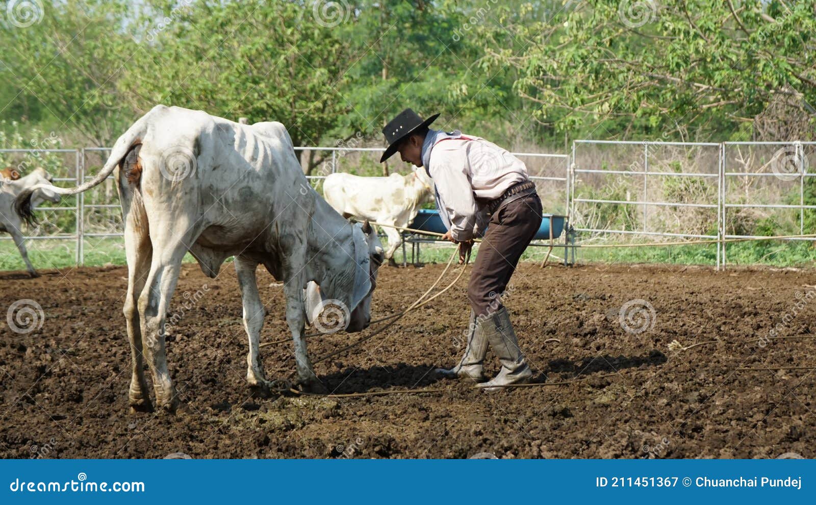 Farmer is Working on a Farm with Cows. Stock Image - Image of farm ...